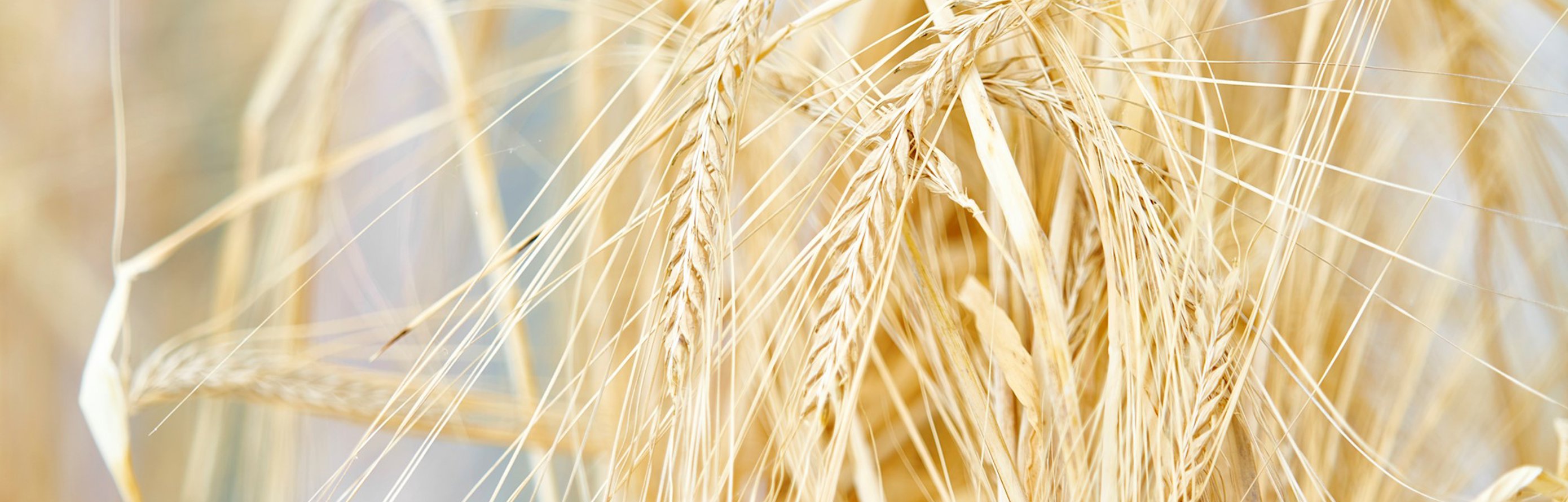 Sustainability » Sustainability at CMBC « Carlsberg Marston's Brewing ...